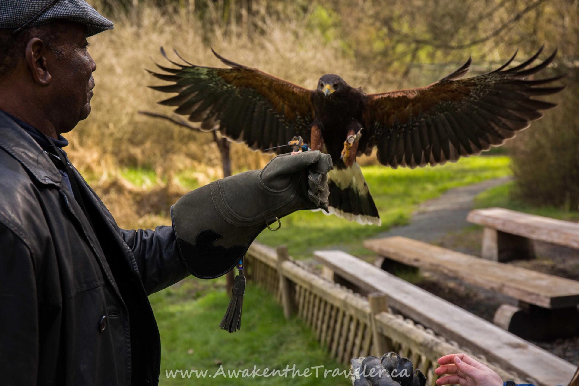 Book Now | The Raptors