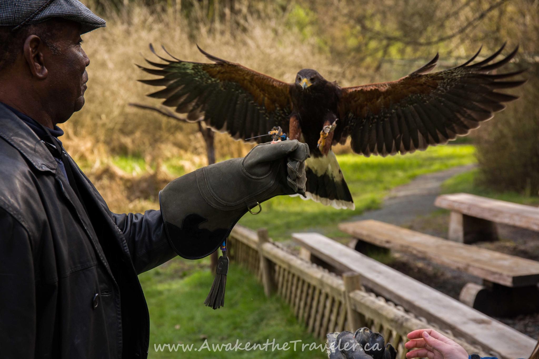 Admission & Experiences | The Raptors