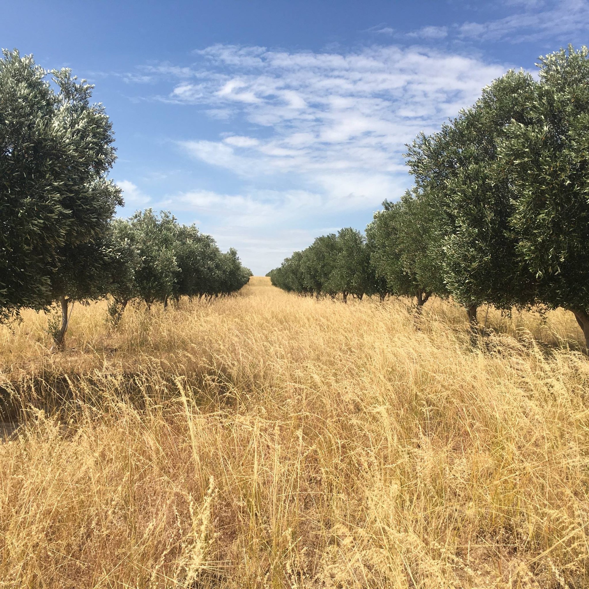 Smooth Extra Virgin Olive Oil | Australian Made | Goldi