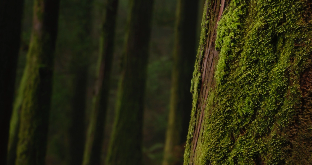Treefera