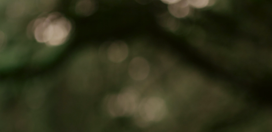 Treefera
