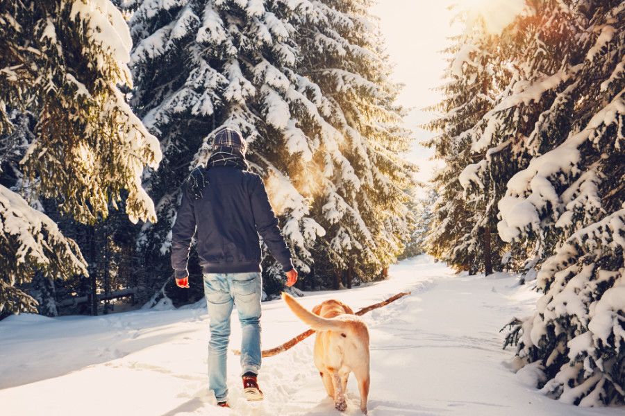 Dog Friendly Hotels in Exeter | Hotels for dogs on offer