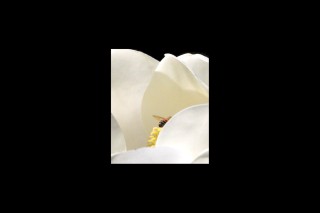 Two Poems by Calvin Cummings | Soft Union