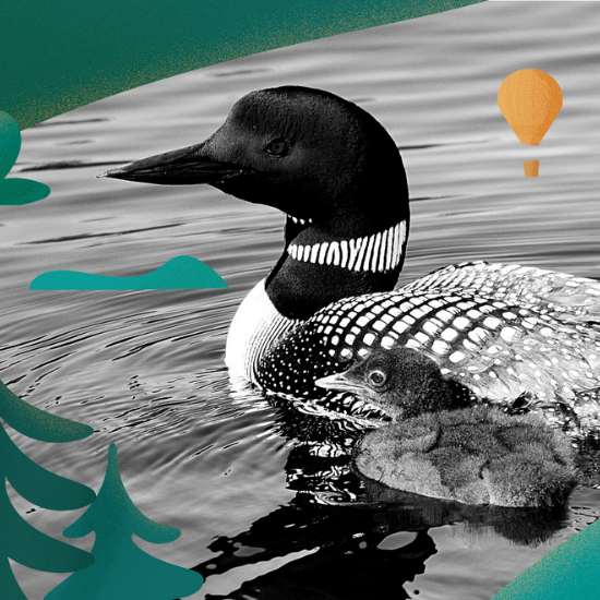 The Best Animal Sounds for a Relaxing Night’s Sleep | BetterSleep