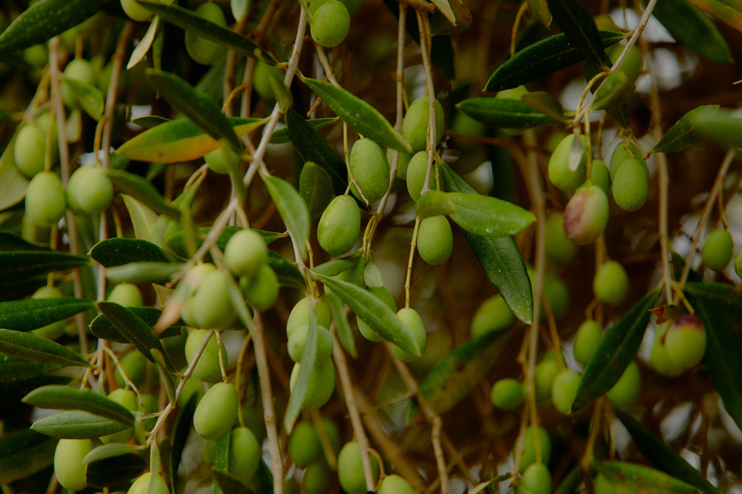 Oasis Olives • Our farms