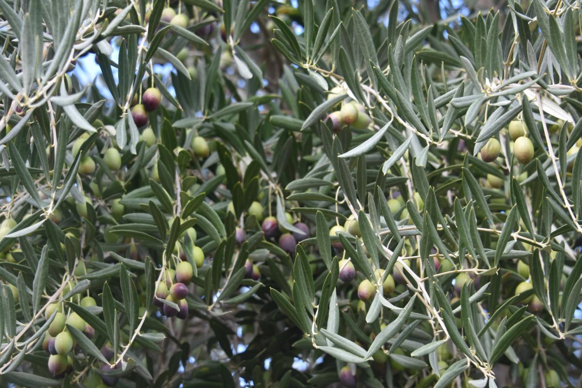 Oasis Olives • Our farms