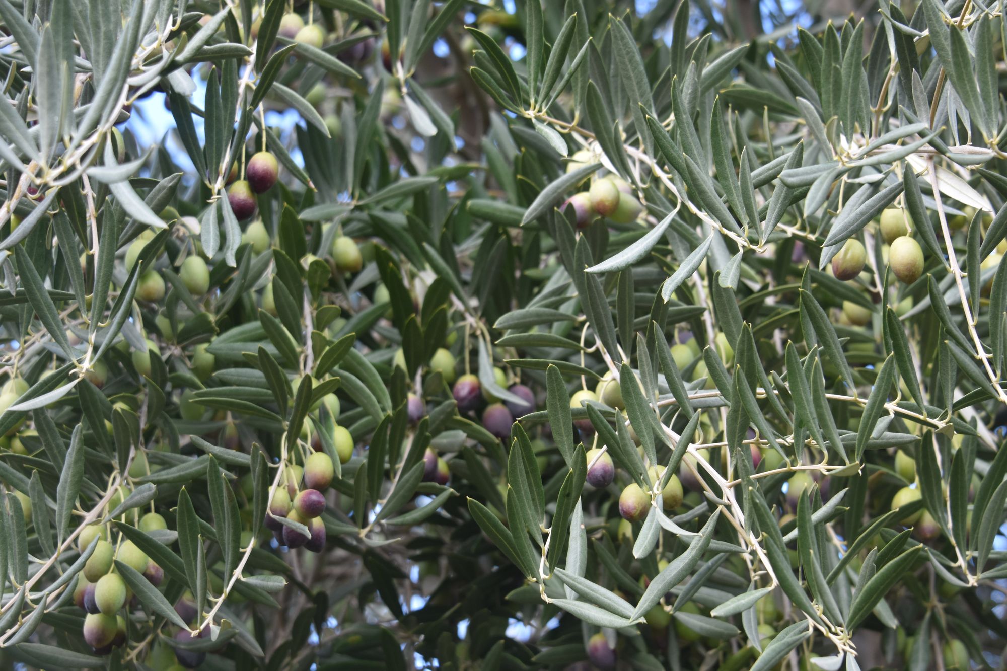 Oasis Olives • Our olive oil