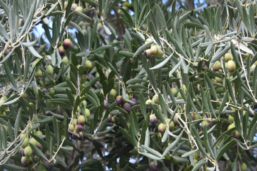 Oasis Olives • Our farms