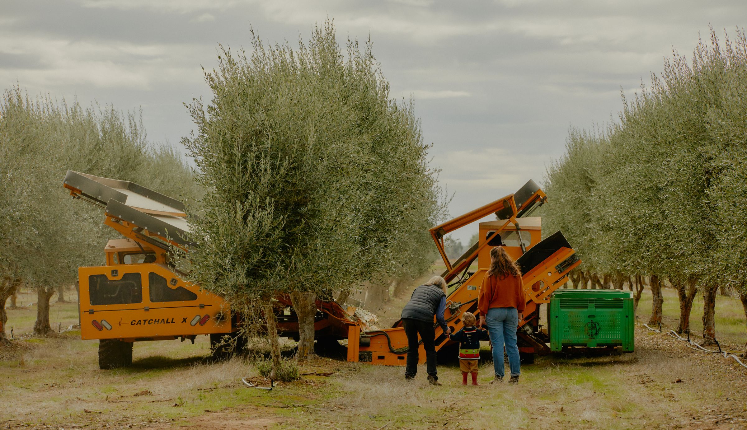 Oasis Olives • Our farms