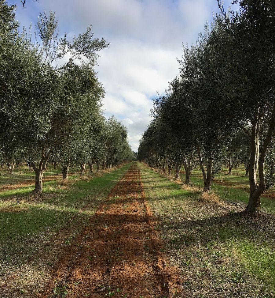 Oasis Olives • Home