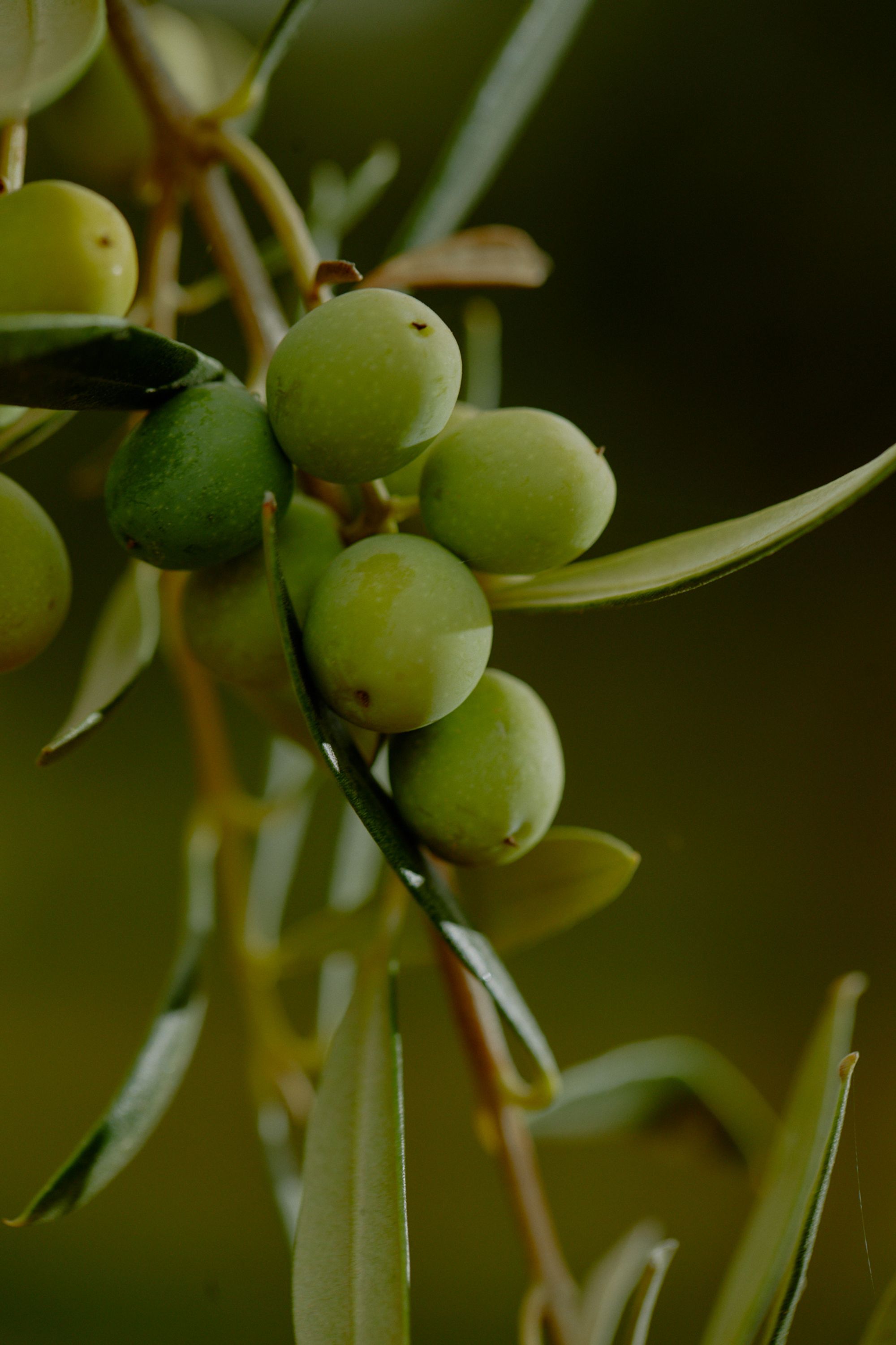 Oasis Olives • Our farms