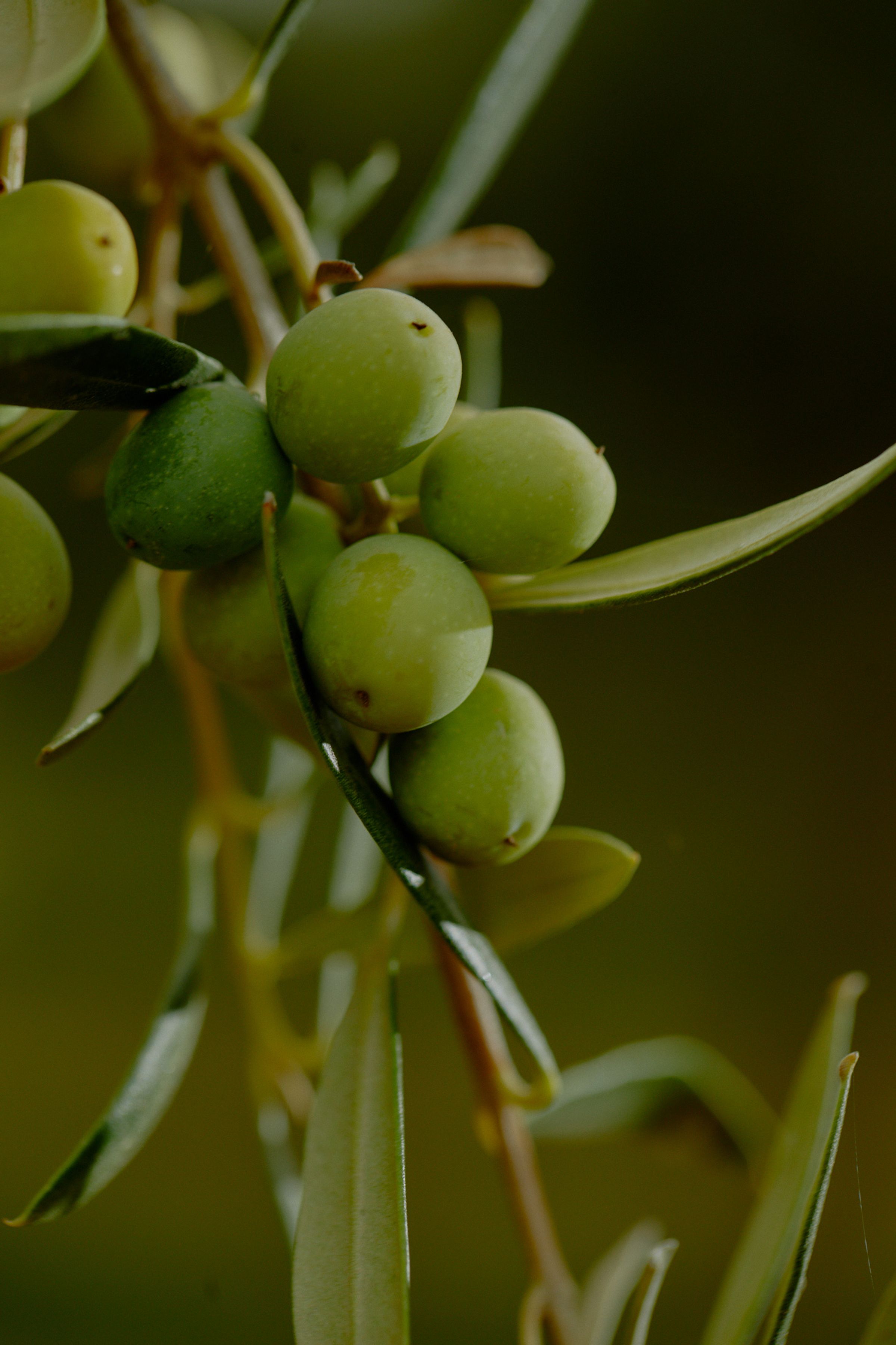 Oasis Olives • Our olive oil