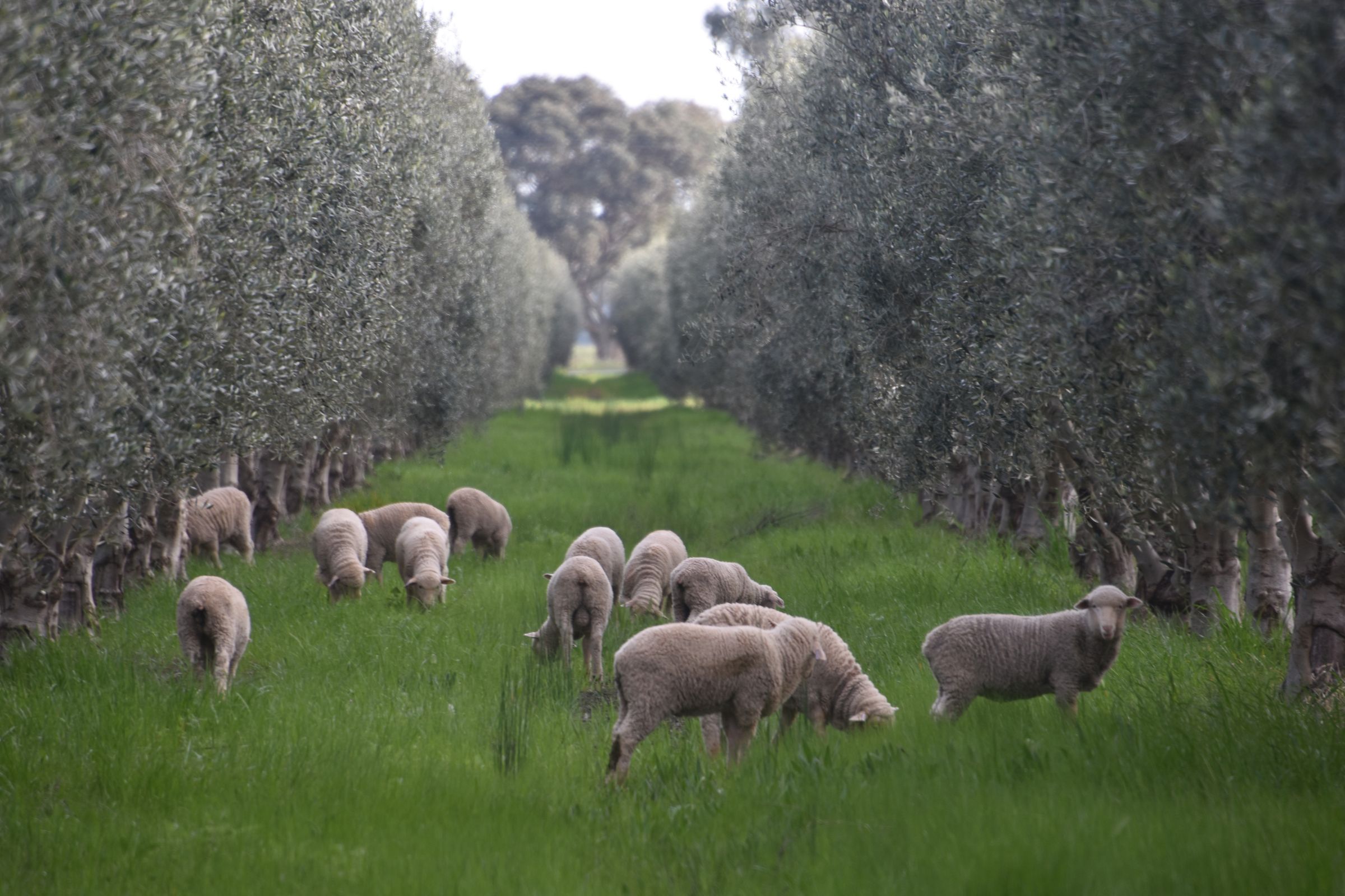 Oasis Olives • About us