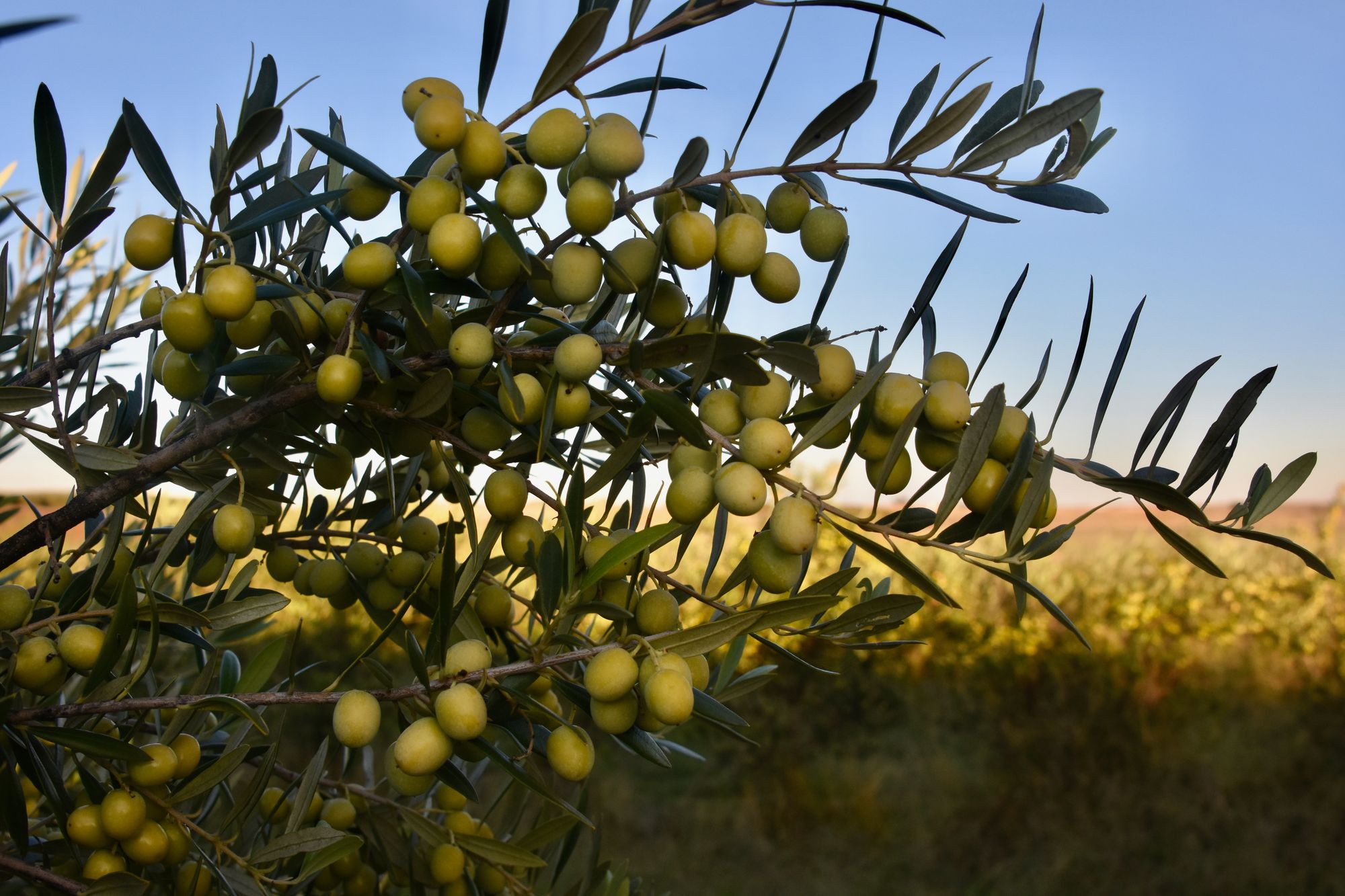 Oasis Olives • Our olive oil