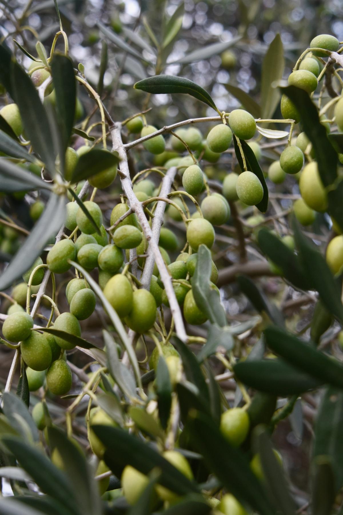 Oasis Olives • Our olive oil