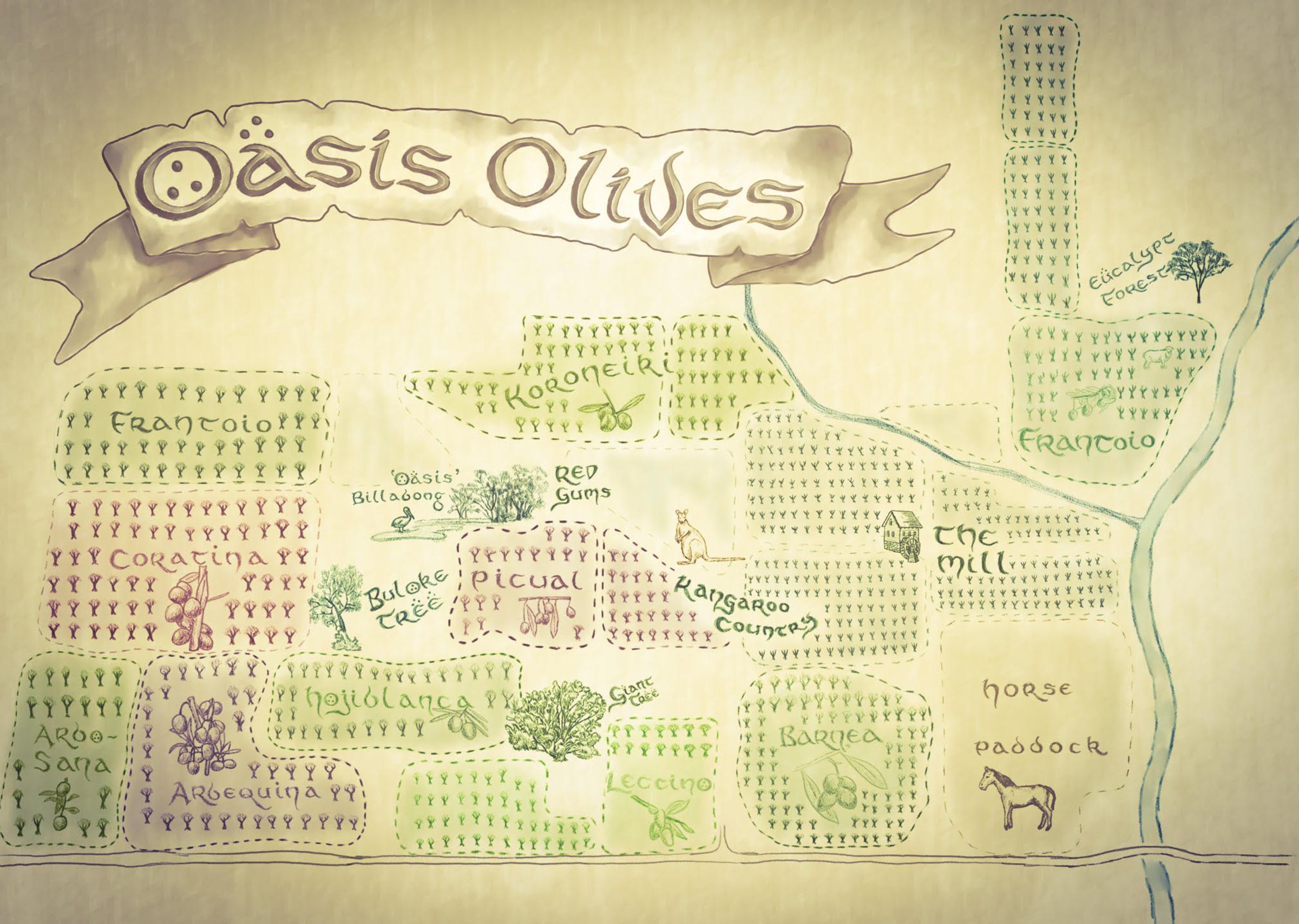 Oasis Olives • Our farms