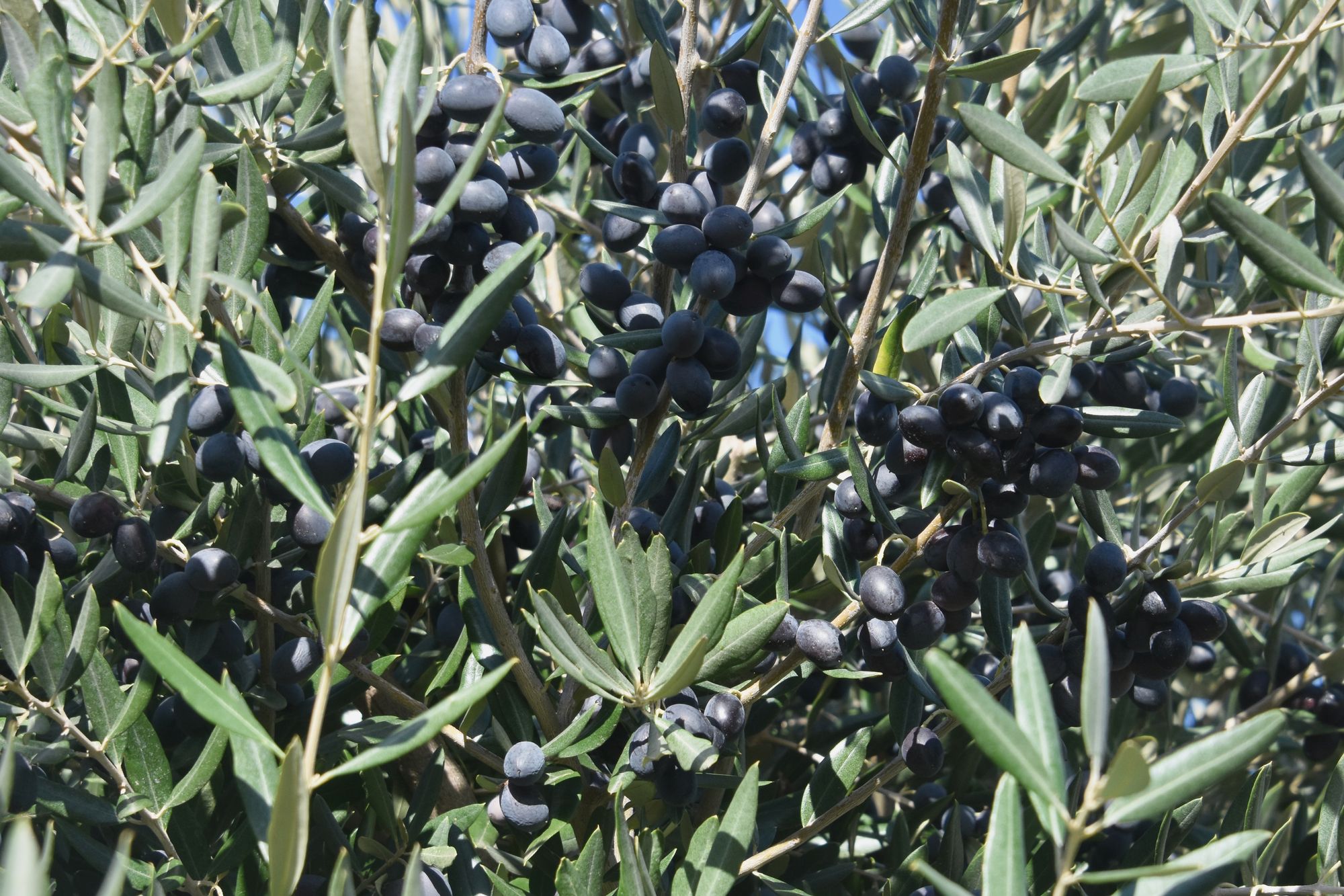 Oasis Olives • Our olive oil