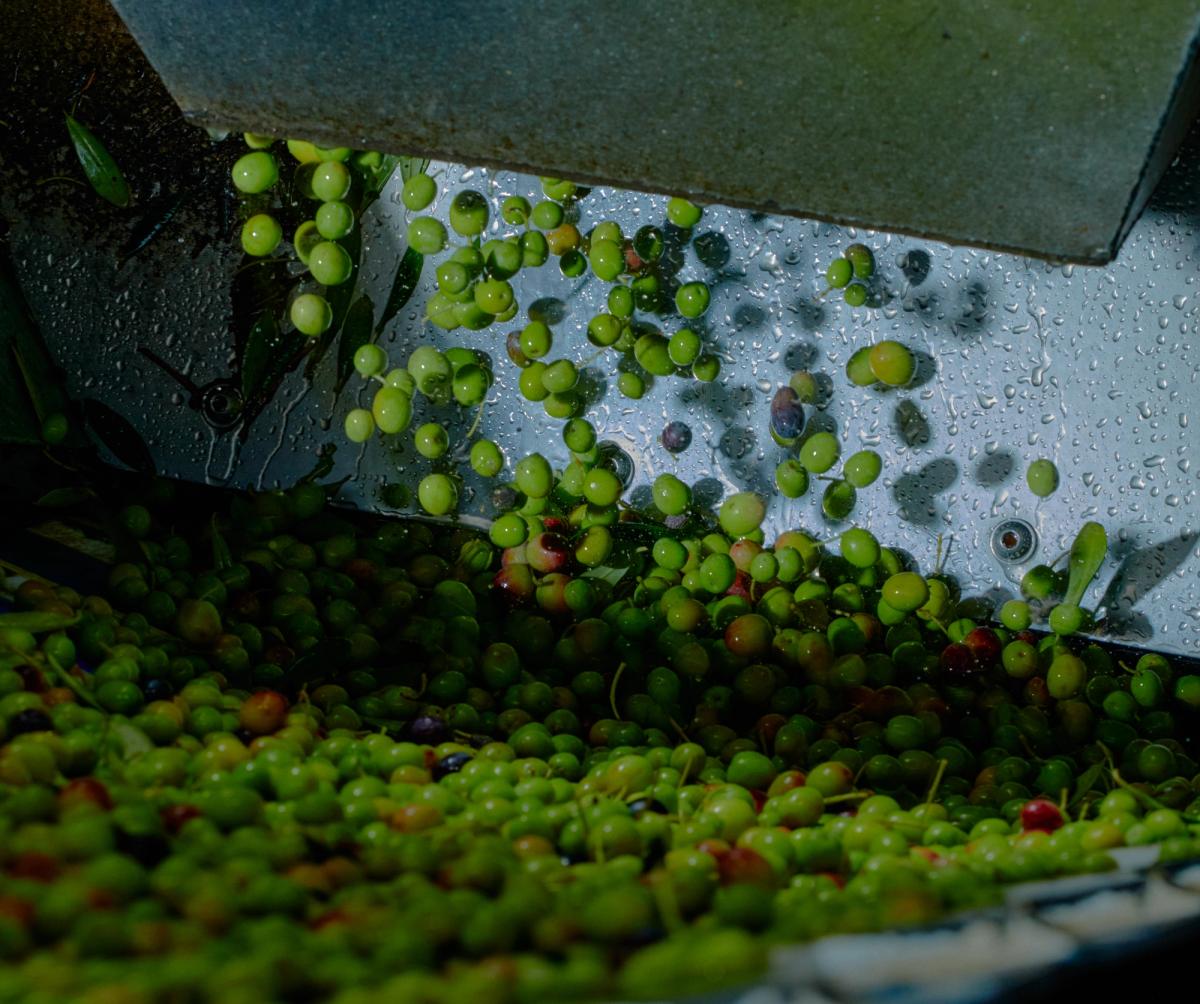 Oasis Olives • Quality