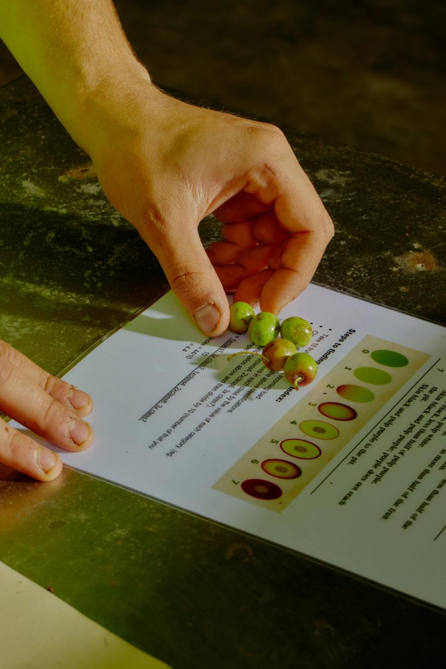 Oasis Olives • Our olive oil