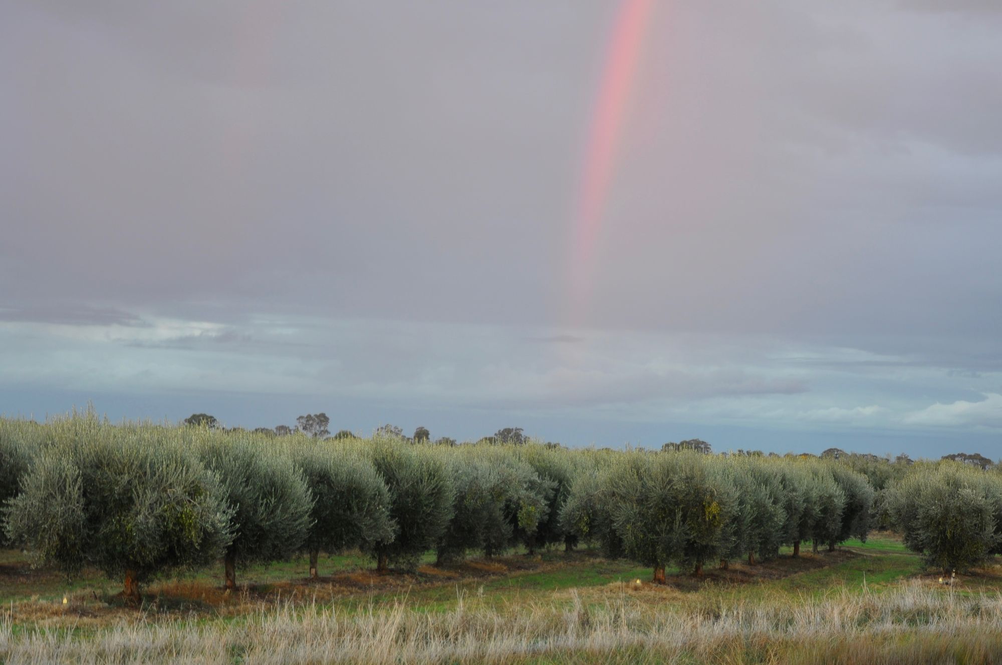 Oasis Olives • About us