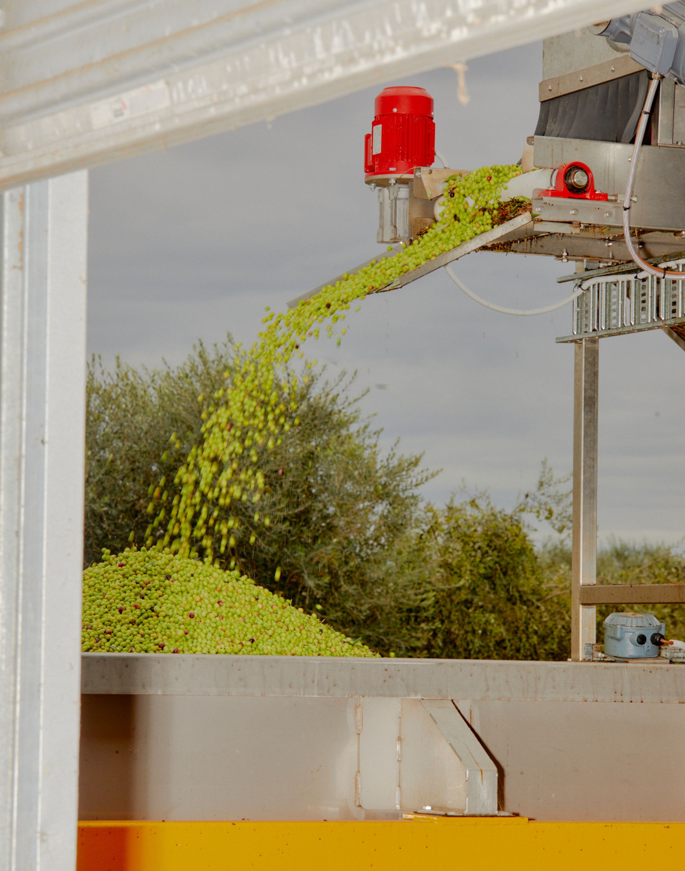 Oasis Olives • Our olive oil