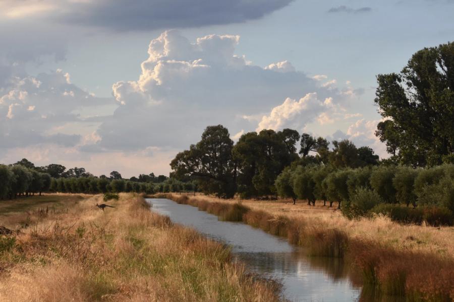 Oasis Olives • About us