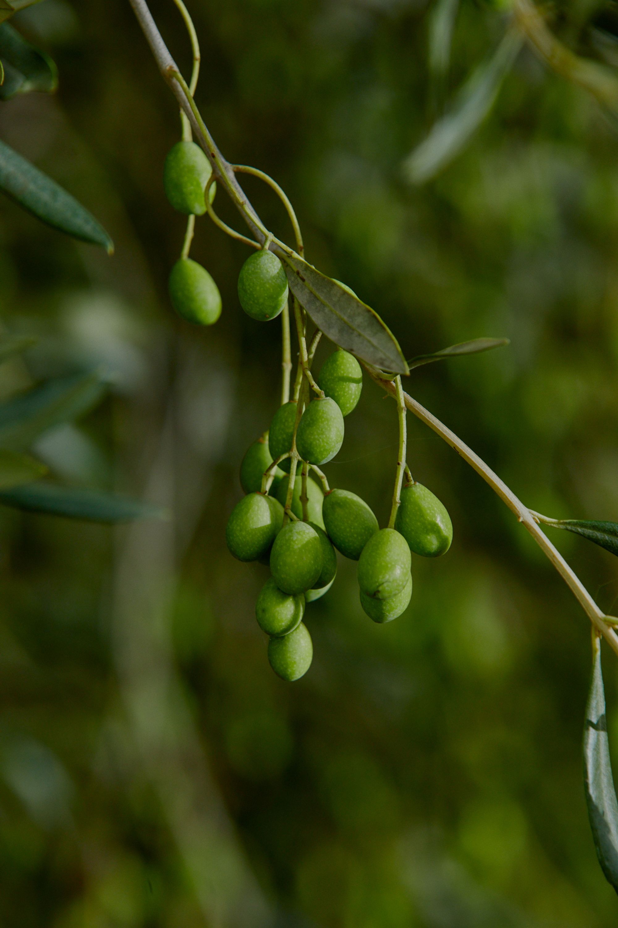 Oasis Olives • Our olive oil
