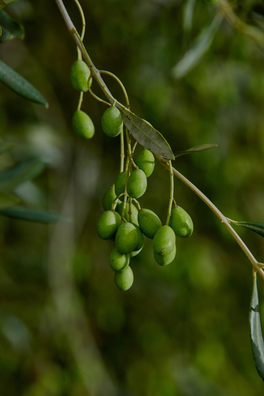 Oasis Olives • Our olive oil