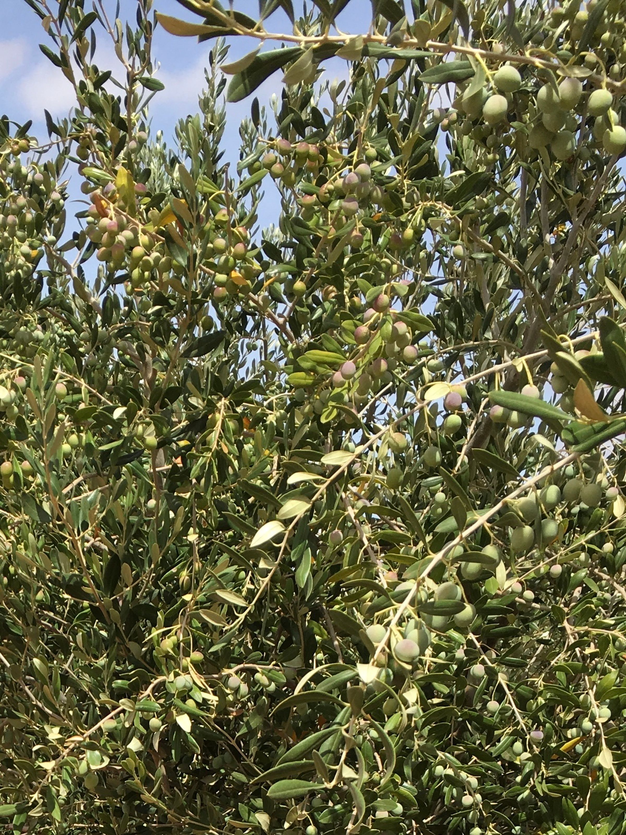 Oasis Olives • Our olive oil