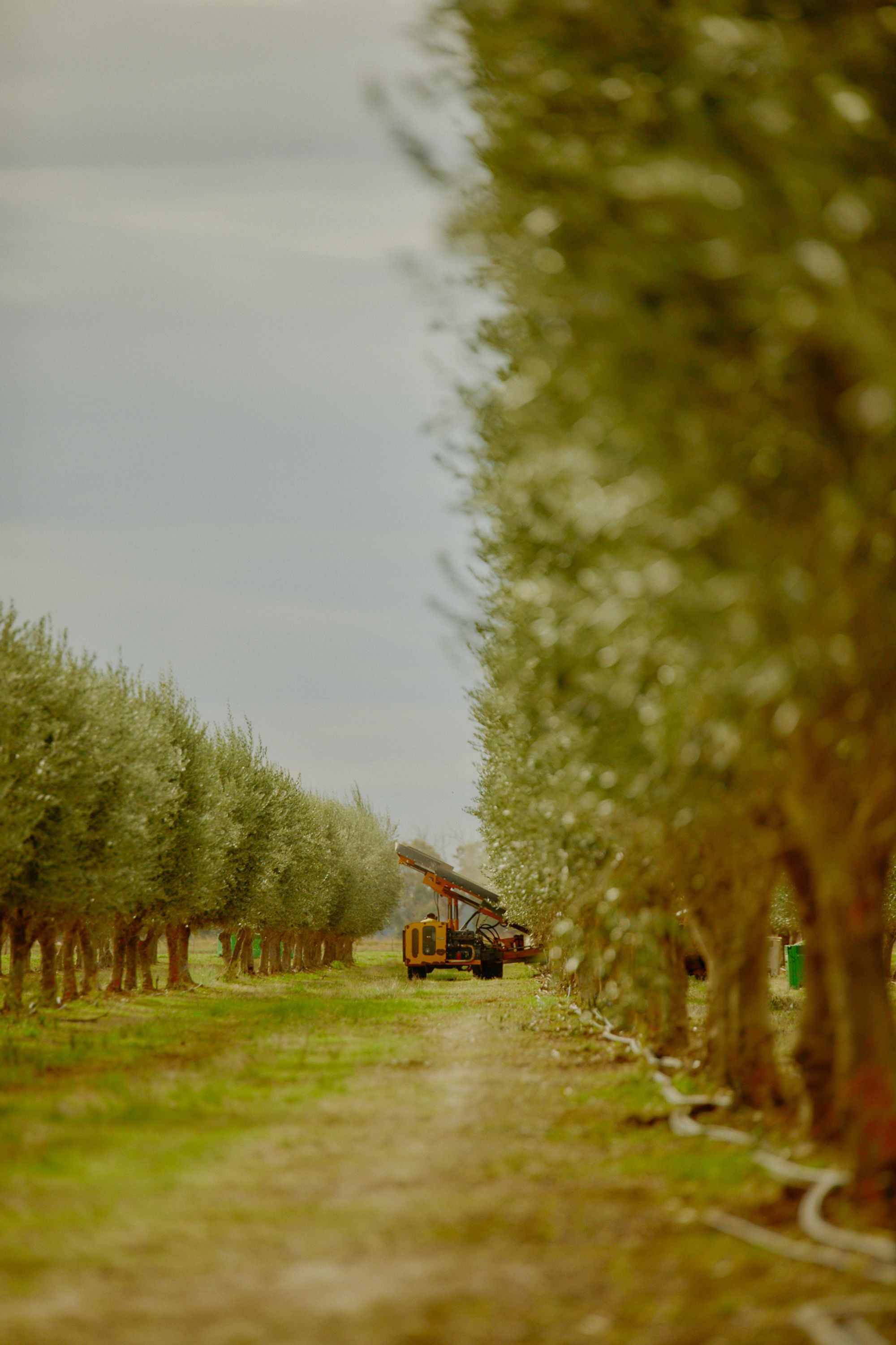 Oasis Olives • About us