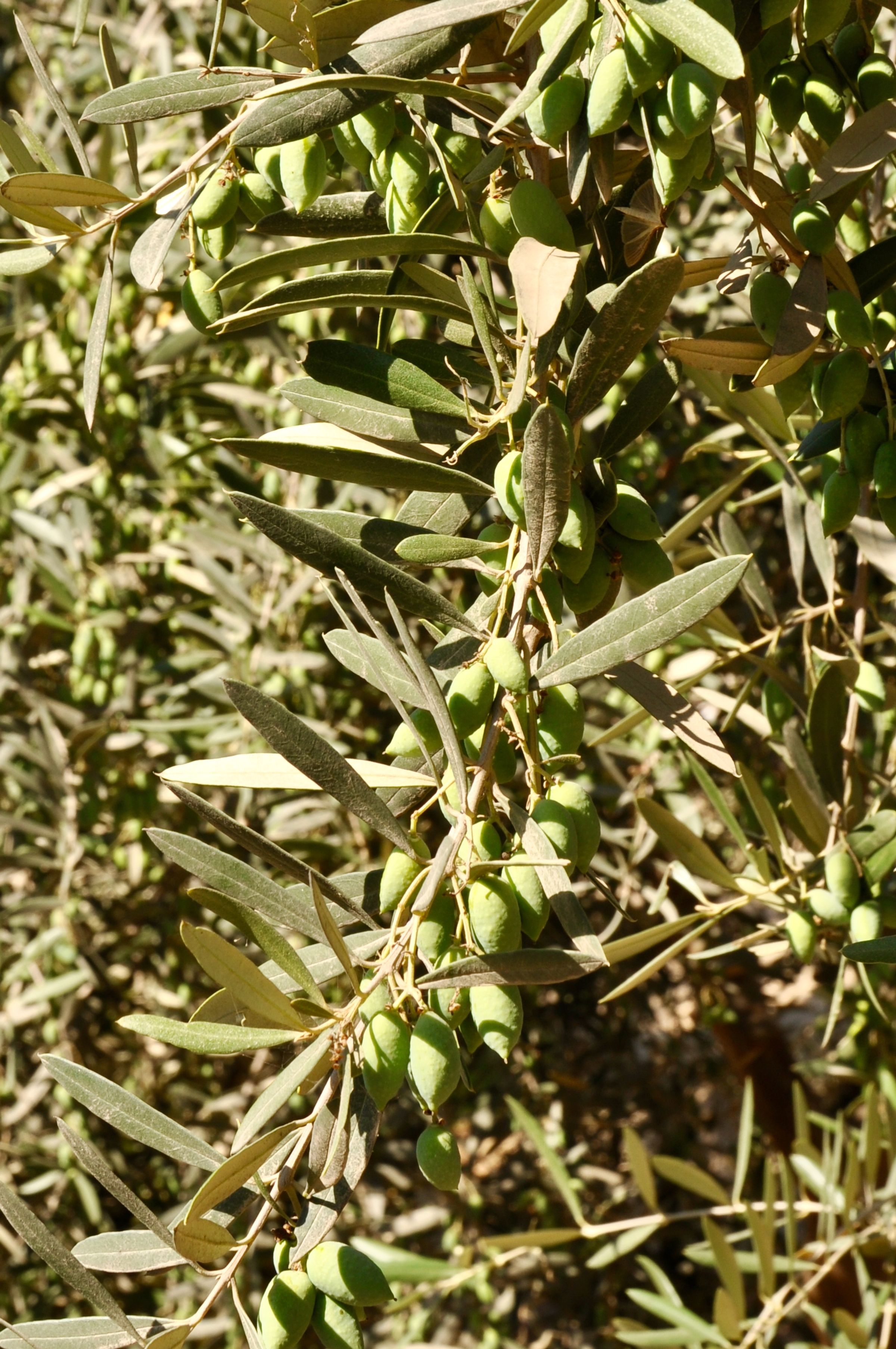 Oasis Olives • Our olive oil
