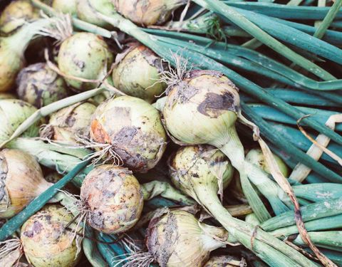 Kepaløk - Adams Matkasse