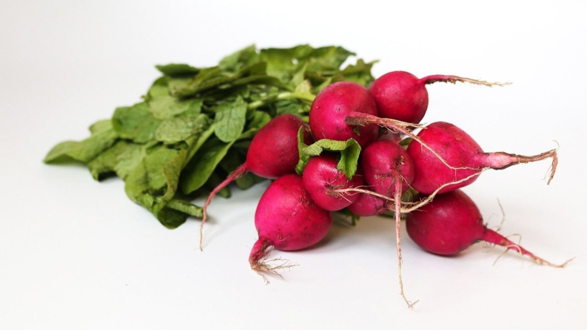 Opbevaring af radiser: Sådan holder du dine radiser friske - RetNemt