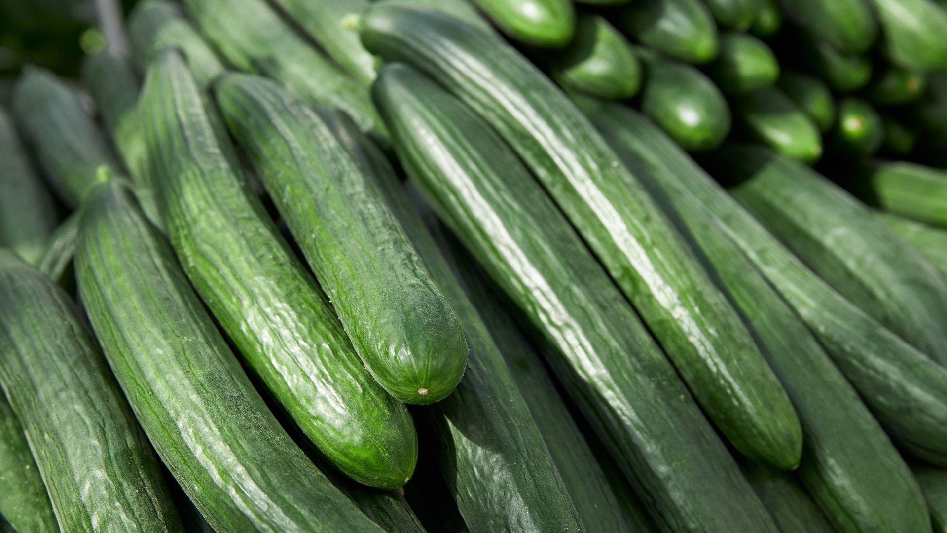 Opbevaring af agurker: Sådan bevarer du friskhed og smag - RetNemt