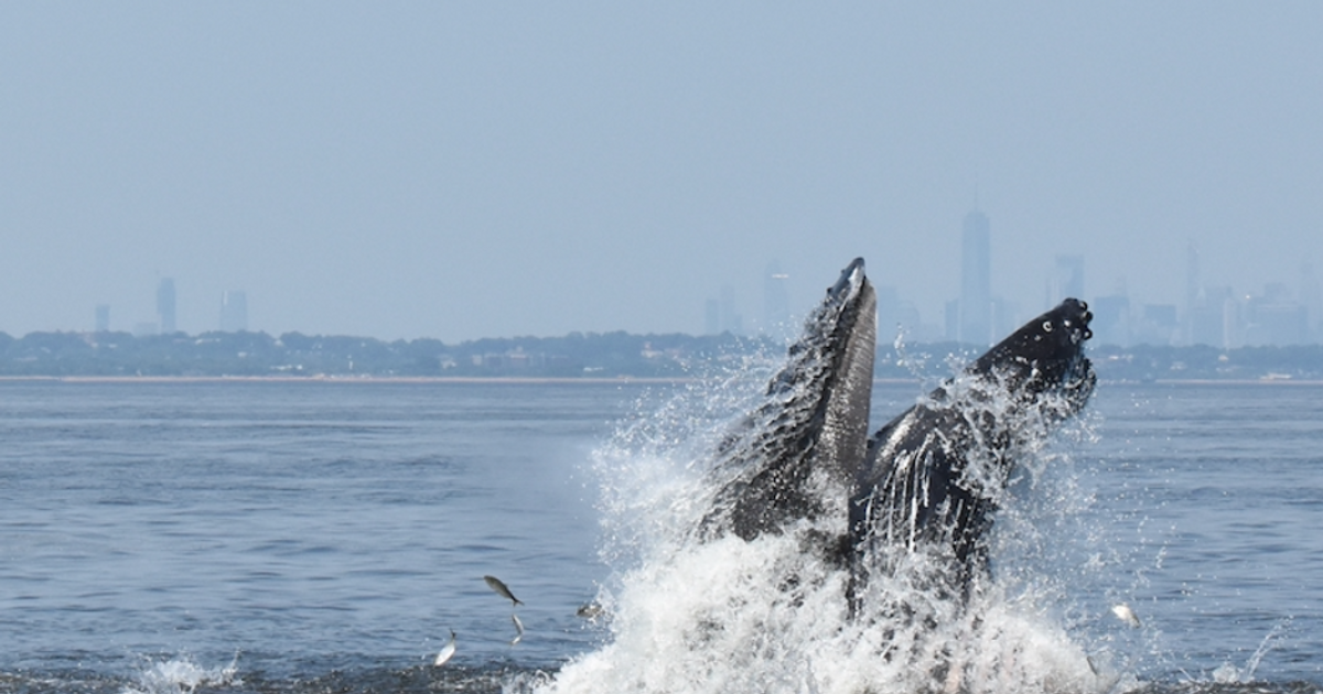 Empire Wind and WCS announce extension of acoustic marine monitoring ...