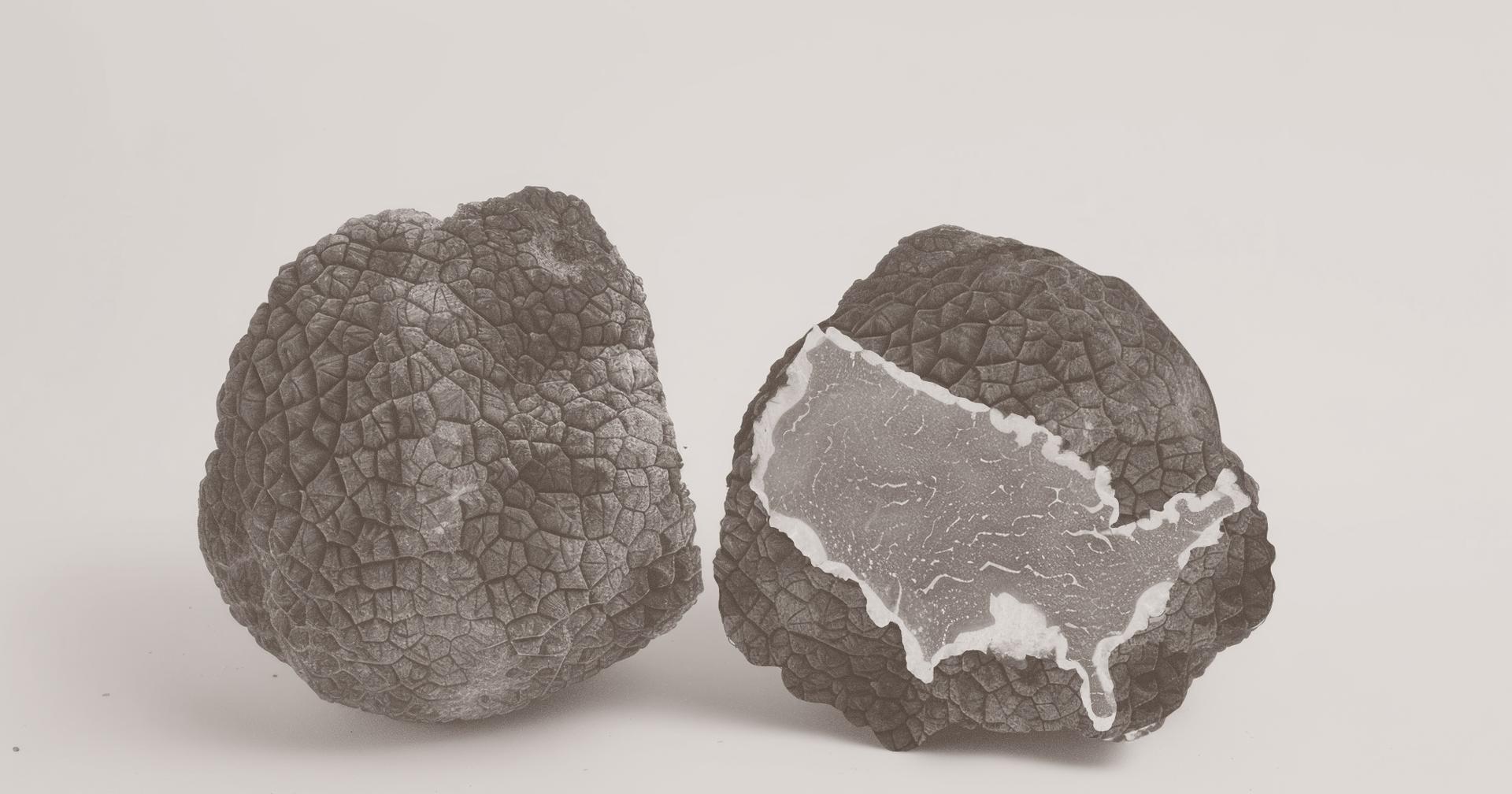 From If to When: The Rapid Growth of America’s Truffle Industry - Offrange
