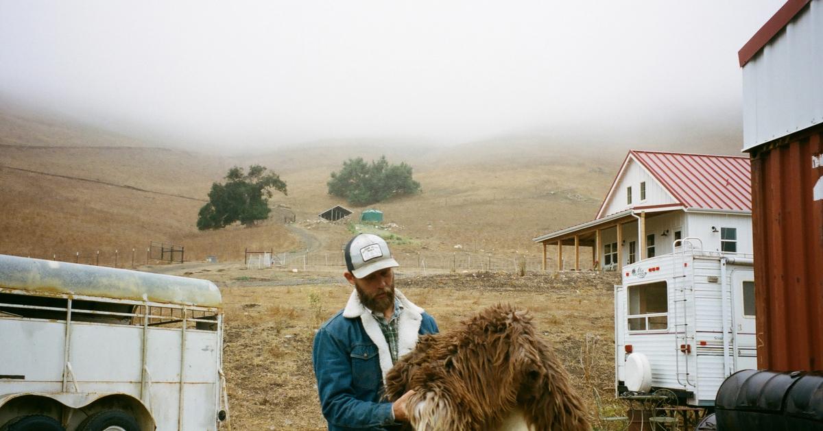 Shearing Sheep, Grazing Green - Offrange