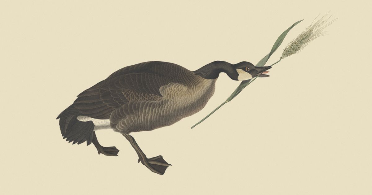 Nobody Loves a Goose - Offrange