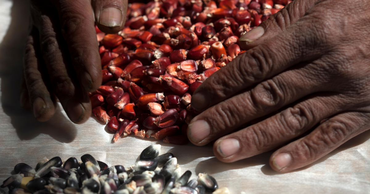 U.S. and Mexico Have 1 Week Left to Settle Corn Clash - Offrange