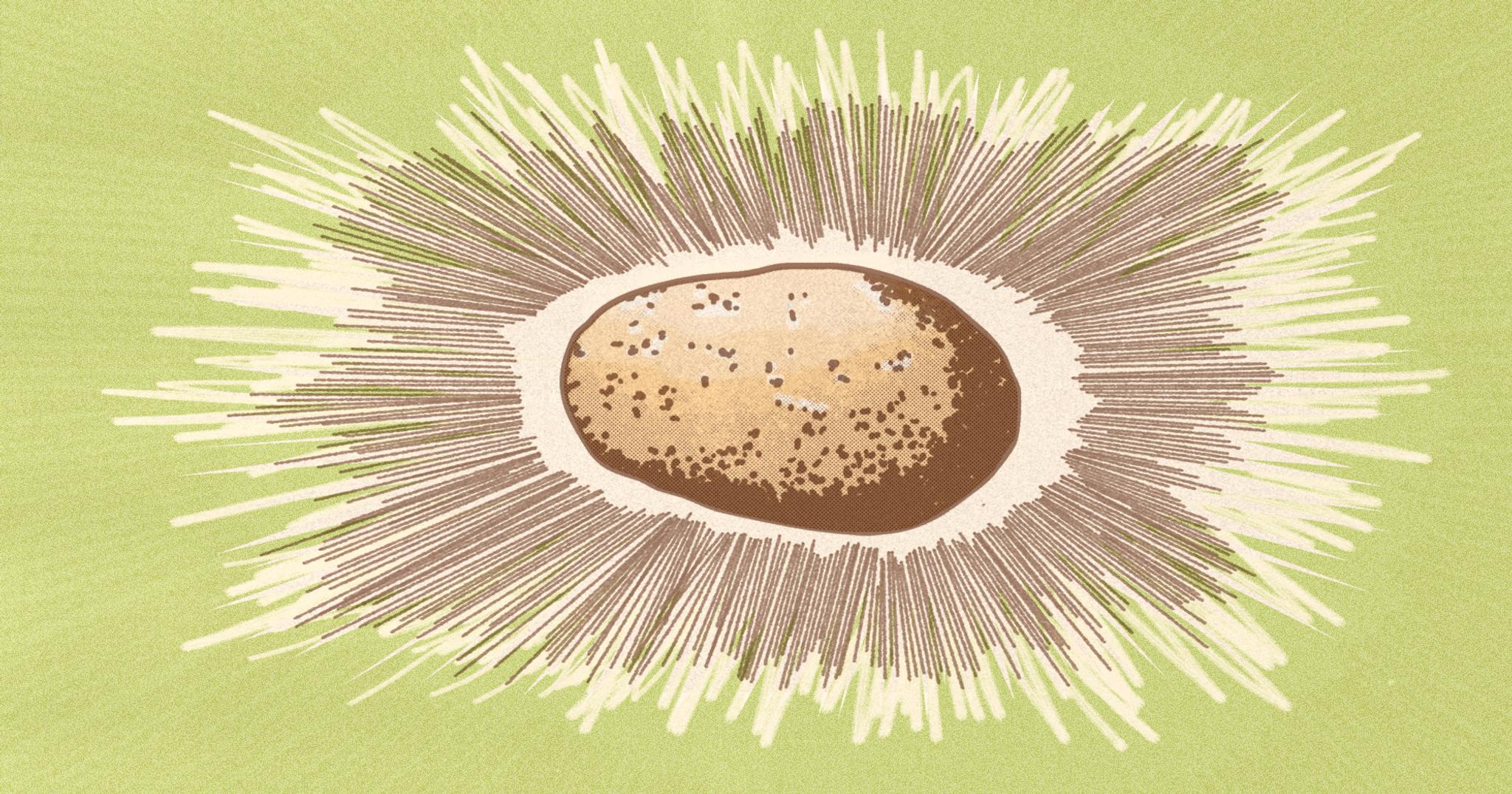 Nuclear Fallout and Potatoes - Offrange