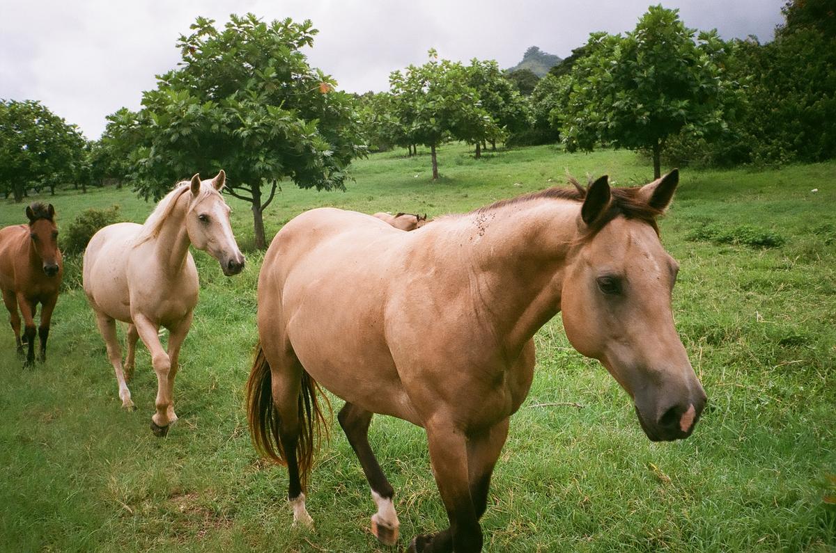 How Hāna Ranch builds a strong reputation with customers and vendors ...