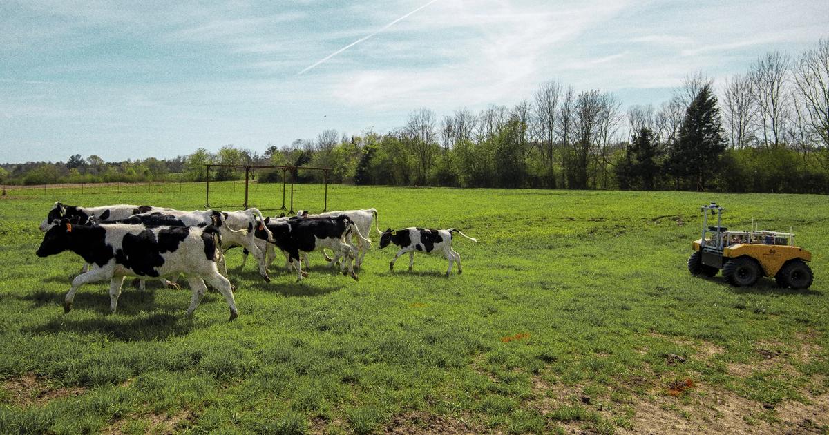 Let The Robots Herd Cows Offrange