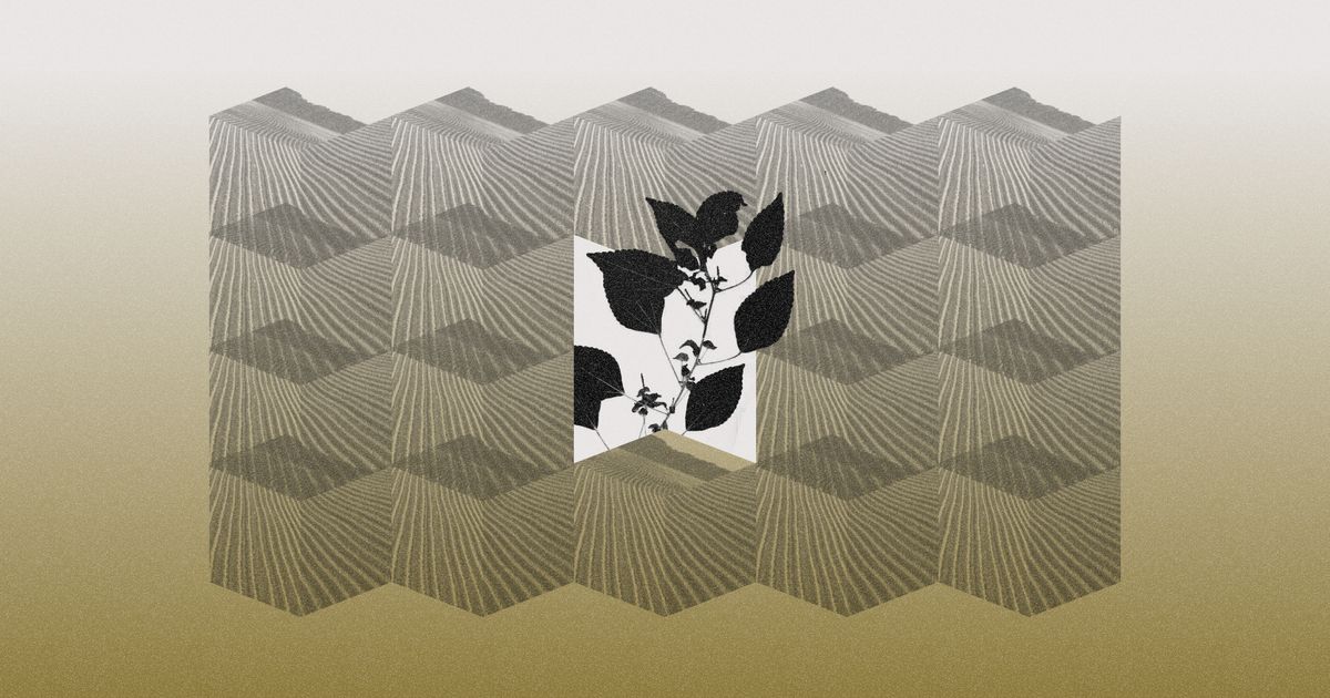 Iowa Agronomists “Very Concerned” About Invasive Asian Copperleaf ...