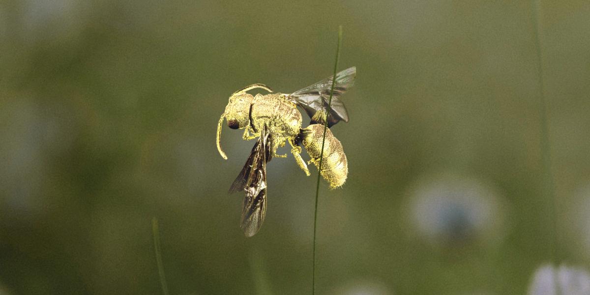 Robot Bees Can Pollinate Crops - Offrange