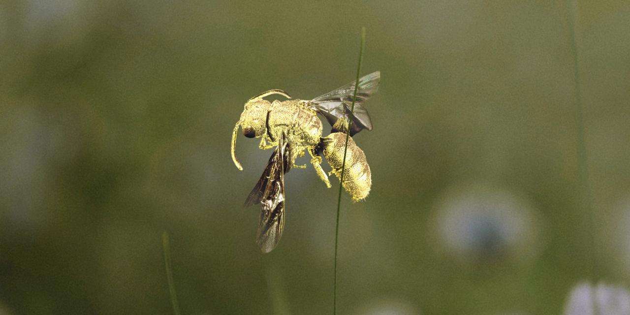 Robot Bees Can Pollinate Crops - Offrange
