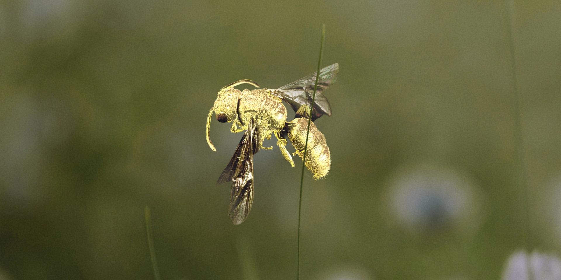 Robot Bees Can Pollinate Crops - Offrange