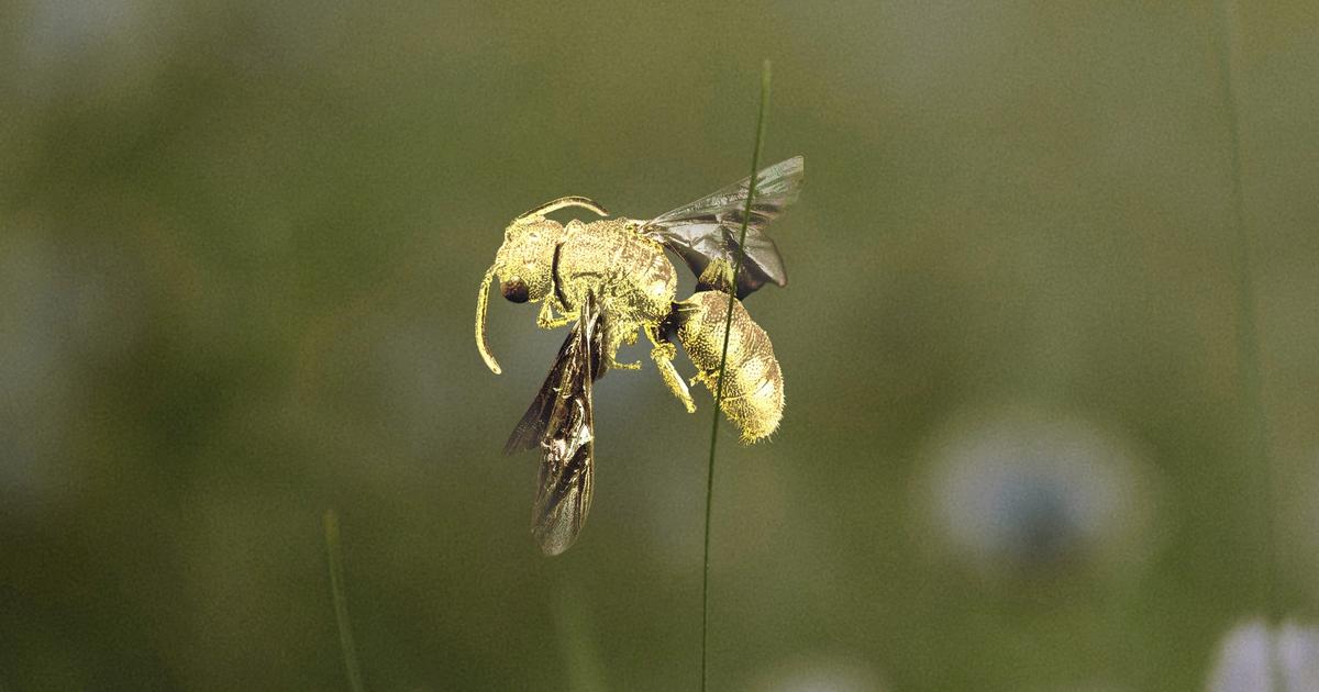 Robot Bees Can Pollinate Crops - Offrange