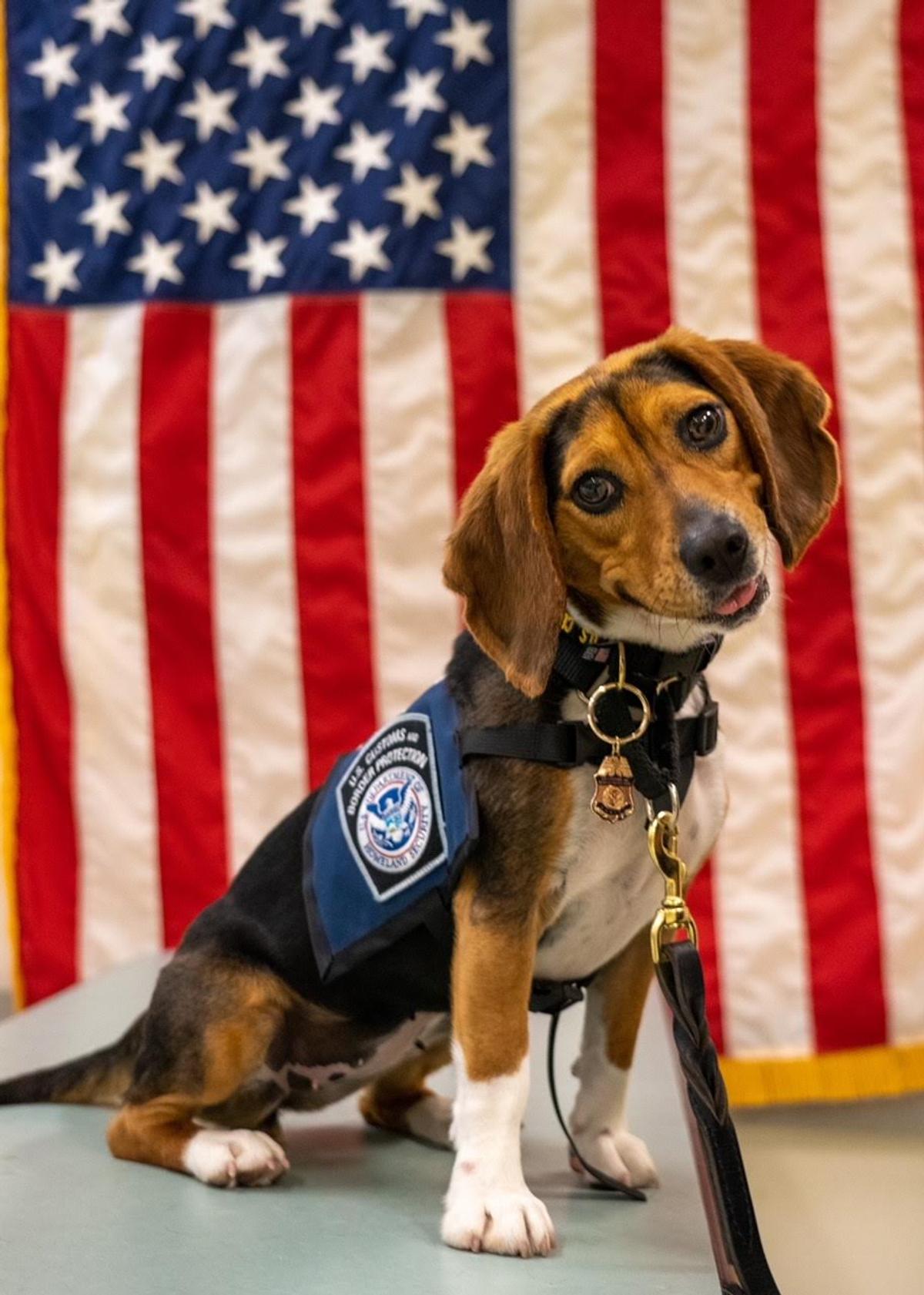 Meet the Elite Squad of Beagles Keeping U.S. Agriculture Safe - Offrange