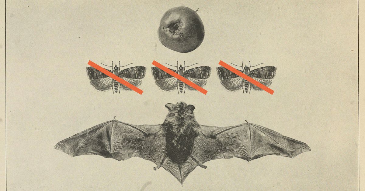 Bats Are the Perfect Predator for Destructive Moths — If Farmers Can ...