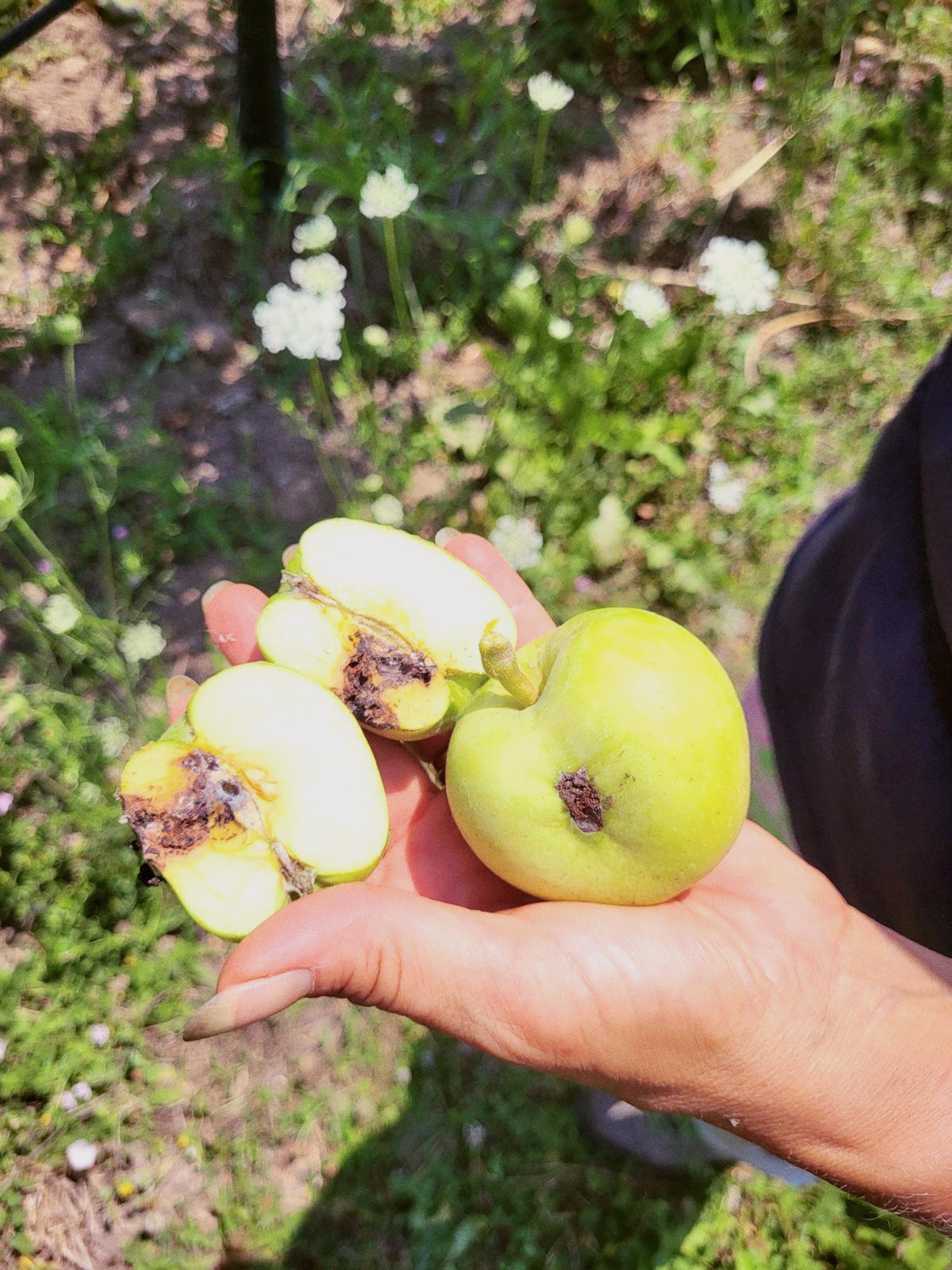 Bats Are the Perfect Predator for Destructive Moths — If Farmers Can ...